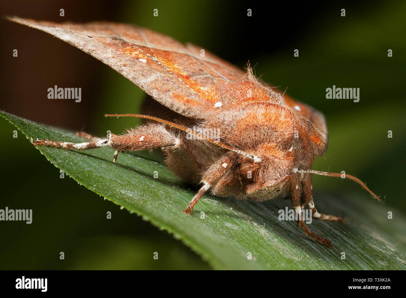 Night butterfly hi-res stock photography and images - Alamy
