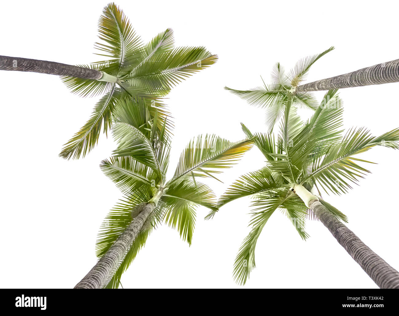 Plam trees isolated on the white background,this view looks upward from ...