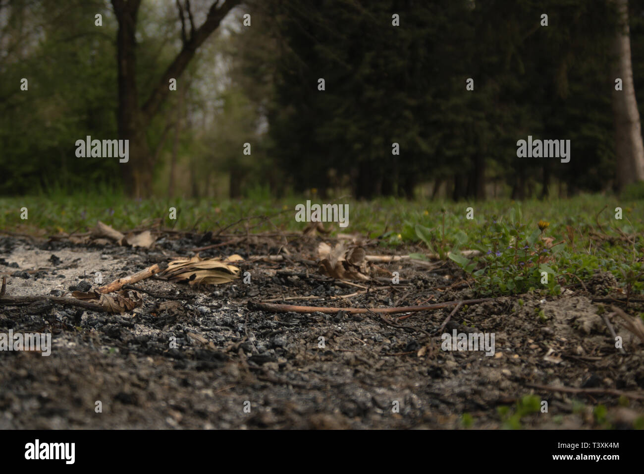 Ash in ground, green forrest in background Stock Photo - Alamy