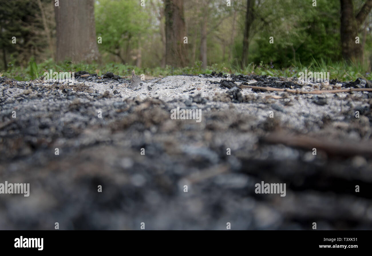 Ash in ground, green forrest in background Stock Photo - Alamy