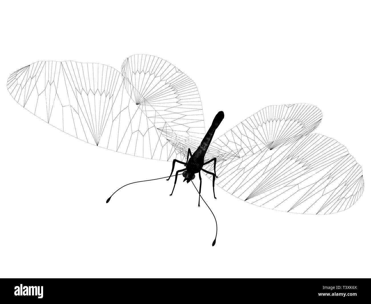 Butterfly drawing drawn one Black and White Stock Photos & Images - Alamy