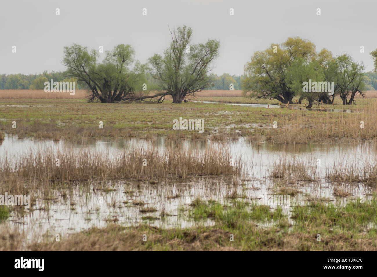 Shot of swamp in spring with early green leafs and dryed branches in ...