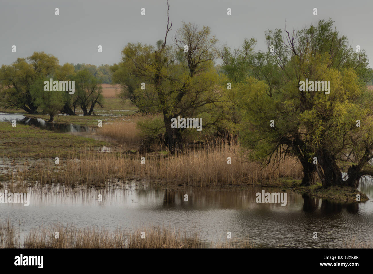 Shot of swamp in spring with early green leafs and dryed branches in ...