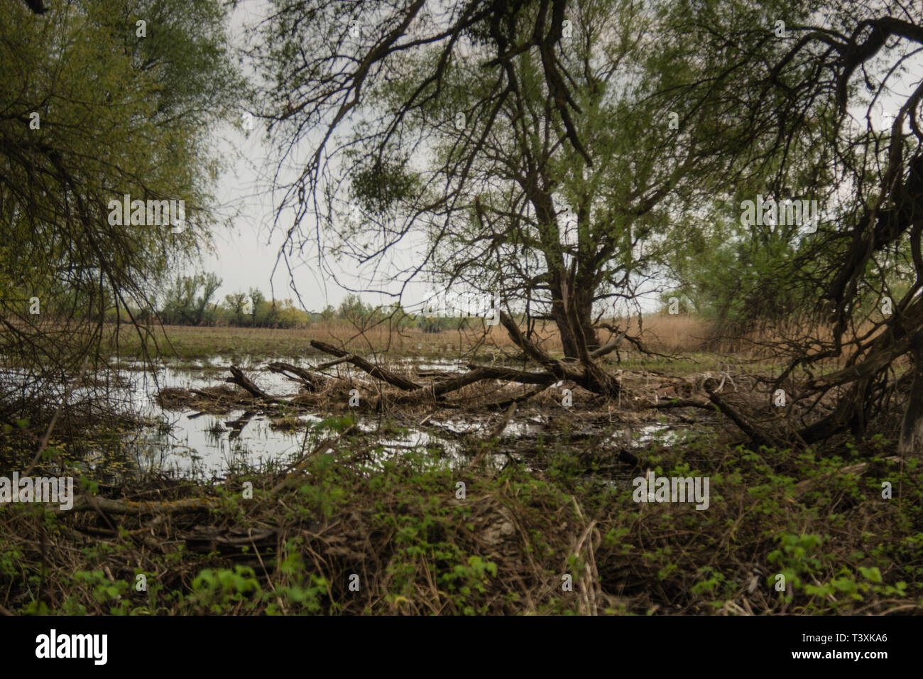 Shot of swamp in spring with early green leafs and dryed branches in ...