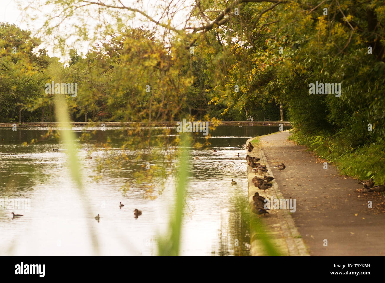 The Exhibition Park lake, Newcastle-upon-Tyne Stock Photo - Alamy
