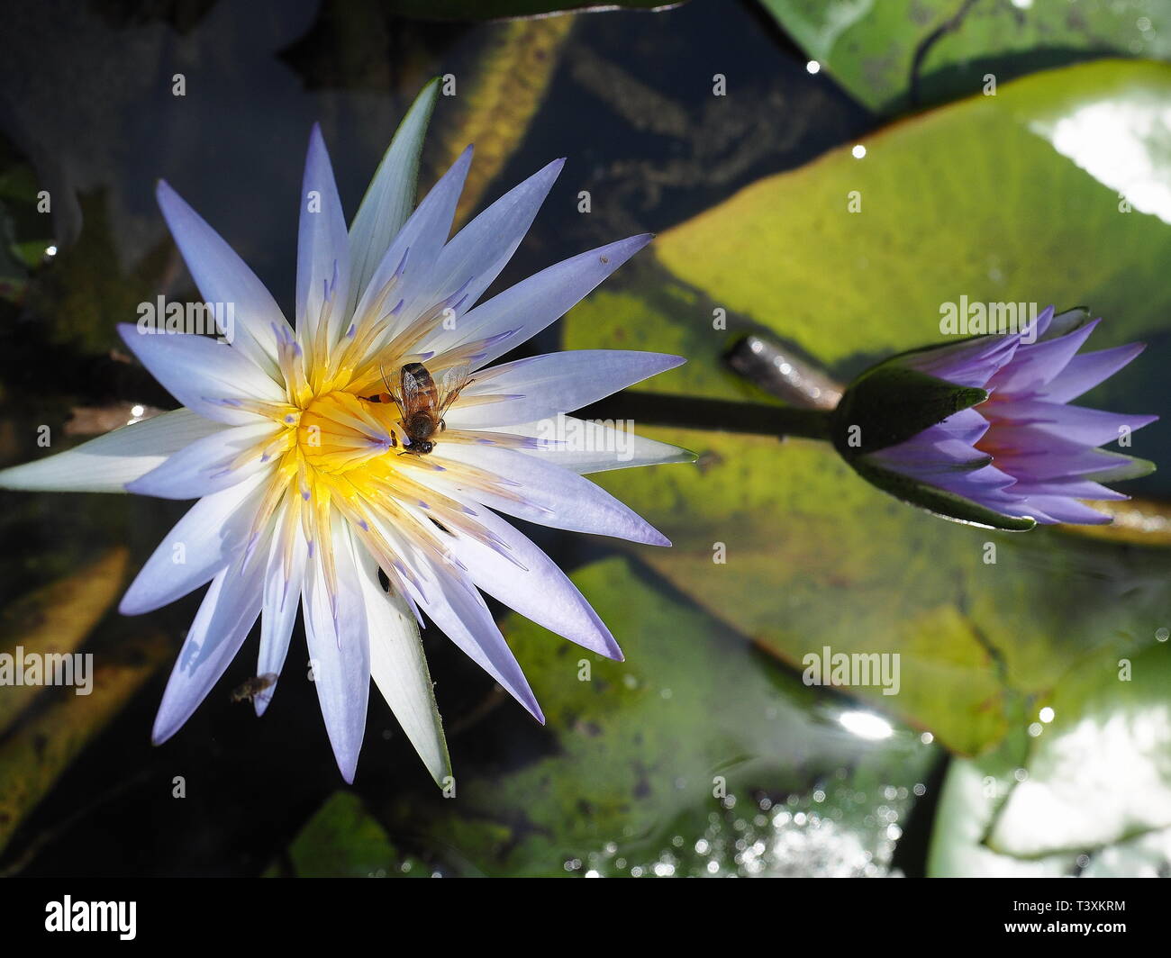 Honey Bees and purple lotus flowers Stock Photo - Alamy