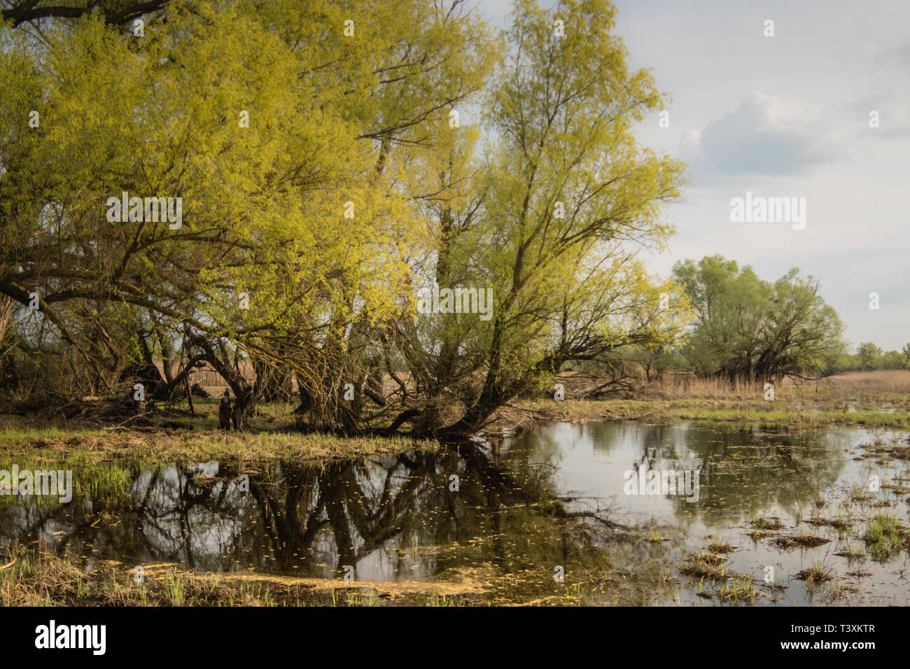 Shot of swamp in spring with early green leafs and dryed branches in ...