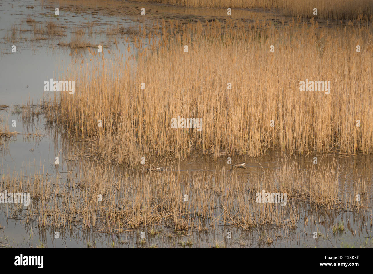 Shot of swamp in spring with early green leafs and dryed branches in ...