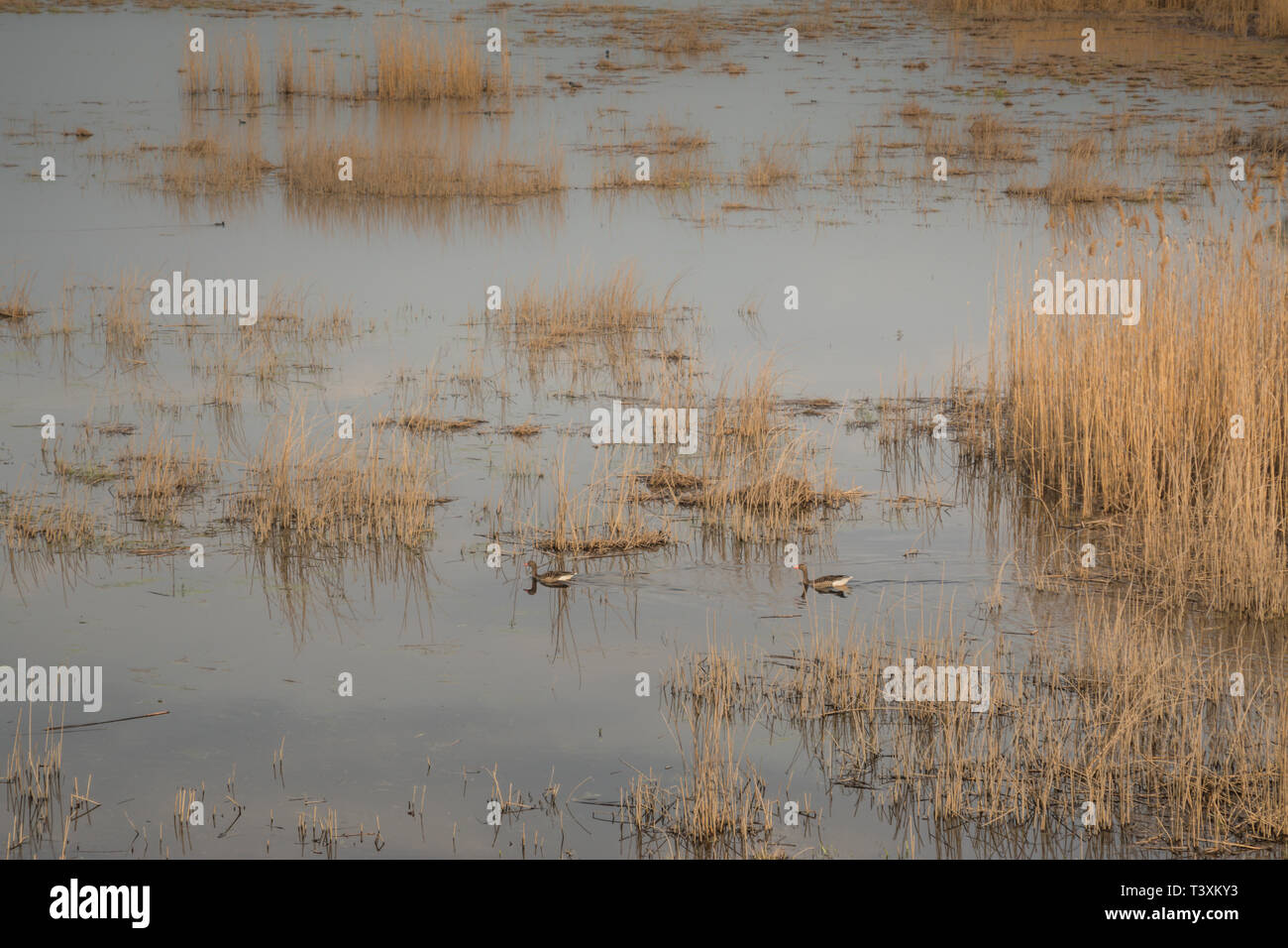 Shot of swamp in spring with early green leafs and dryed branches in ...