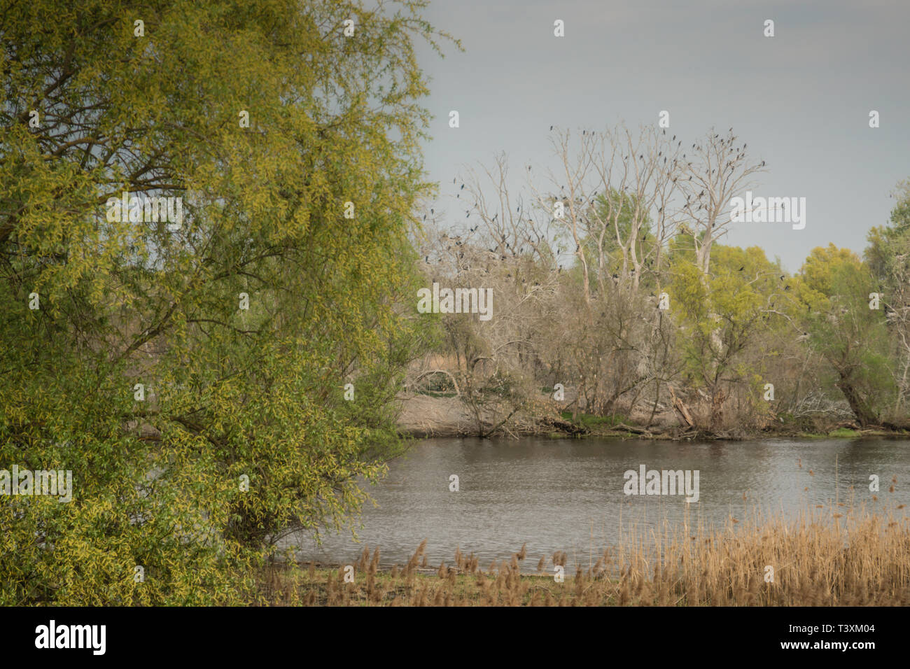 Shot of swamp in spring with early green leafs and dryed branches in ...