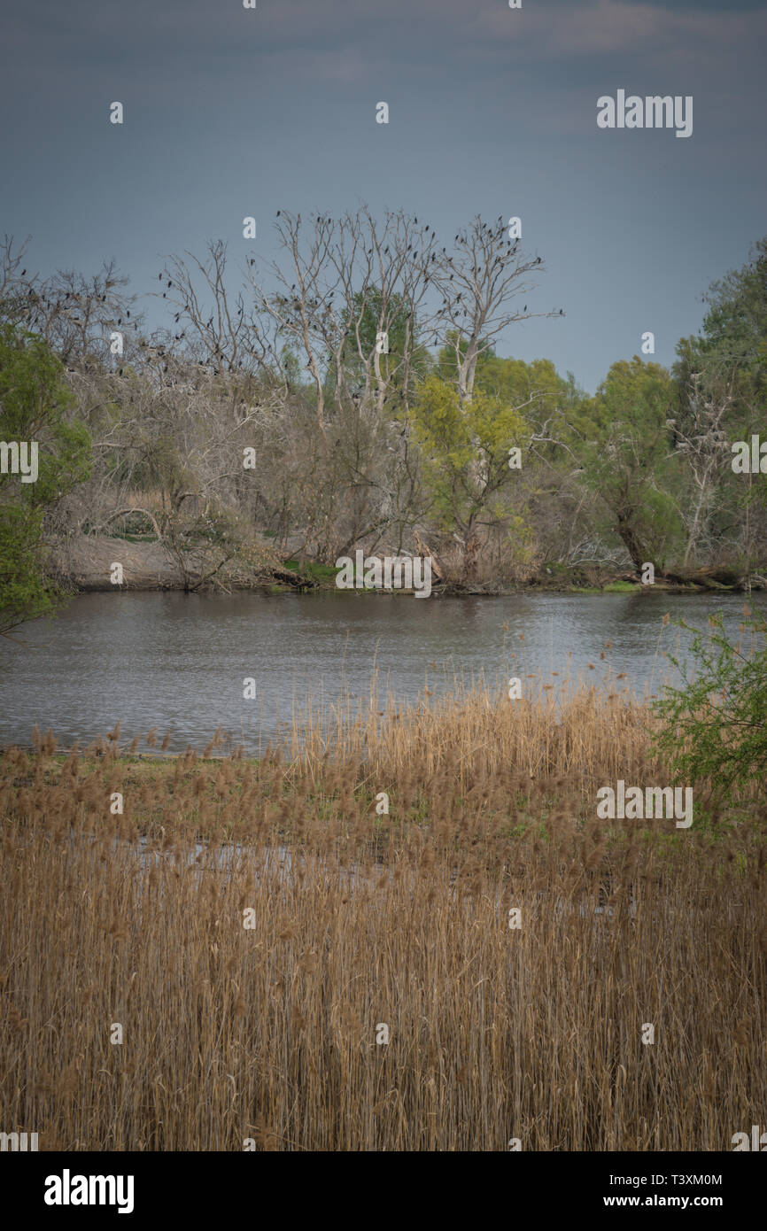 Shot of swamp in spring with early green leafs and dryed branches in ...