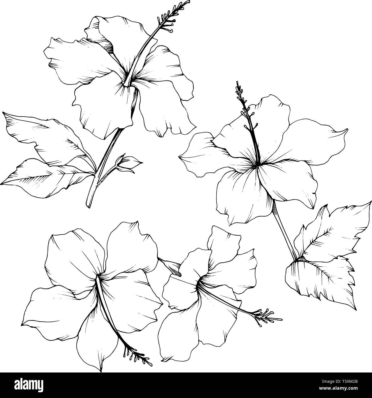 Vector Hibiscus floral botanical flower. Black and white engraved ink art. Isolated hibiscus ...