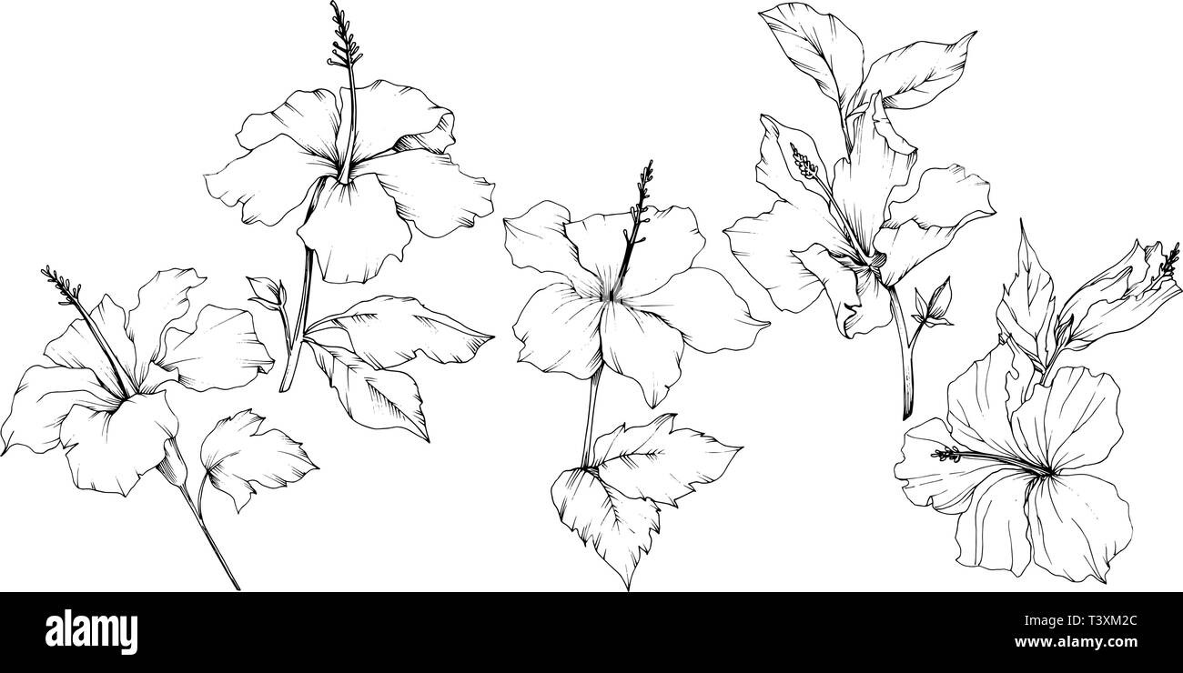 Vector Hibiscus floral botanical flower. Black and white engraved ink art. Isolated hibiscus ...