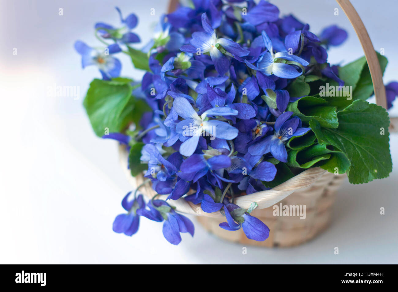 Blue Violets Bouquet in a Mini Straw Basket Stock Photo - Alamy