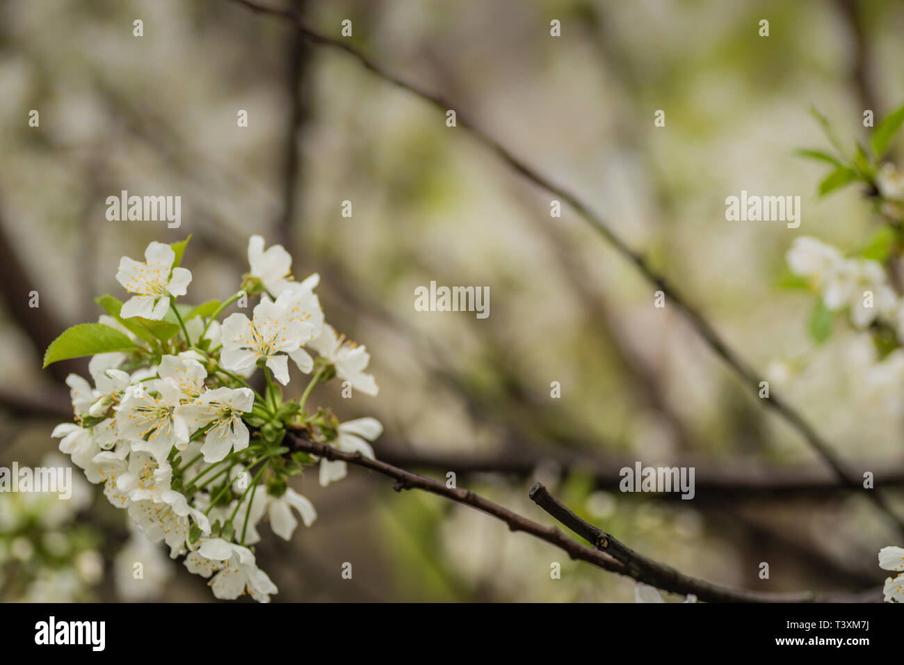 Tree flowers macro hi-res stock photography and images - Alamy