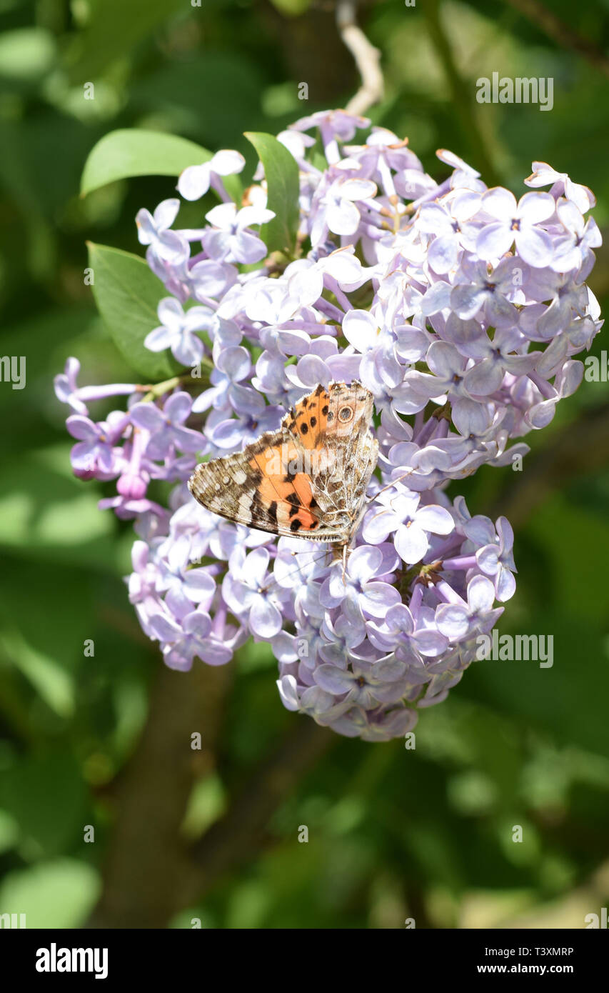 Butterfly rash on lilac colors. Insect pollinators. Butterfly urticaria ...