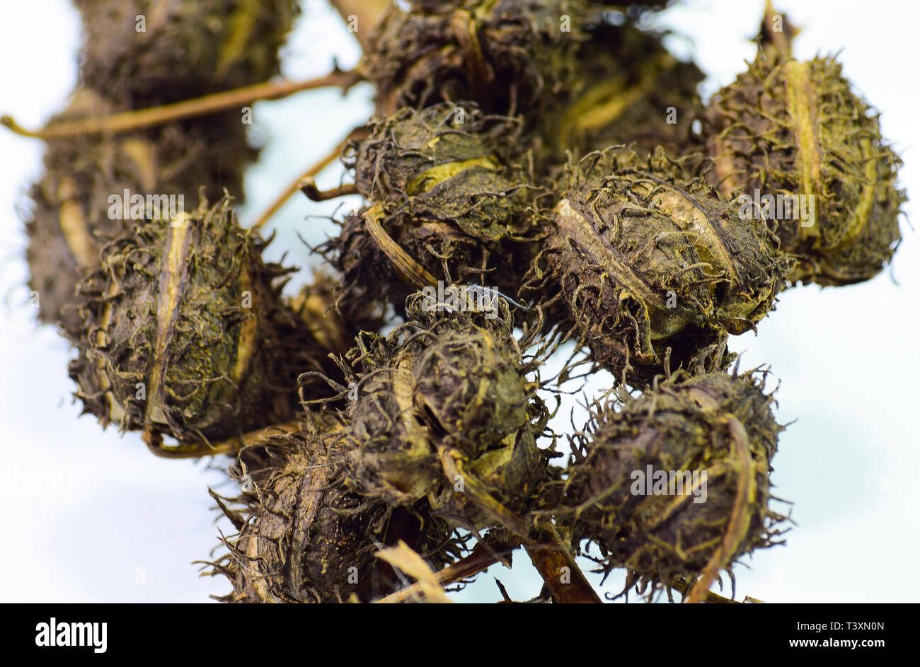 Castor seeds on a white background. The plant is used to make castor ...