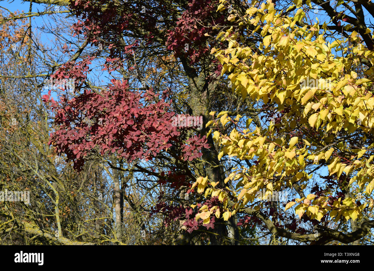 Color of leaves of cotinus coggygria and wild apricot. Trees in a ...