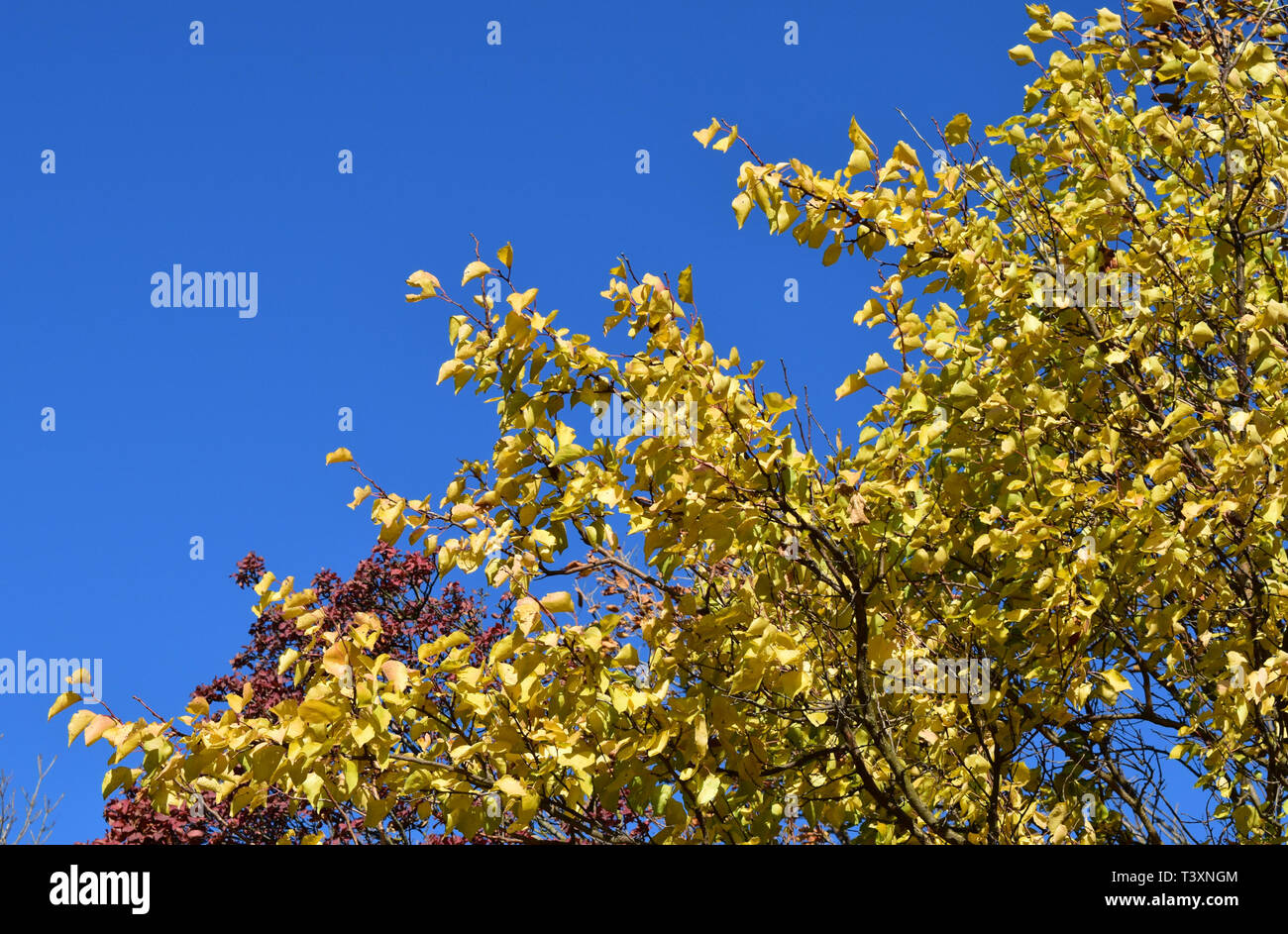 Color of leaves of cotinus coggygria and wild apricot. Trees in a ...