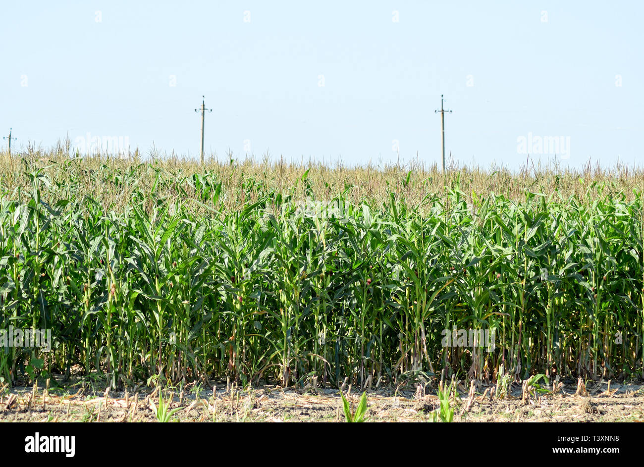 Corn field. Forage crops, cultivation of corn on a silo Stock Photo - Alamy
