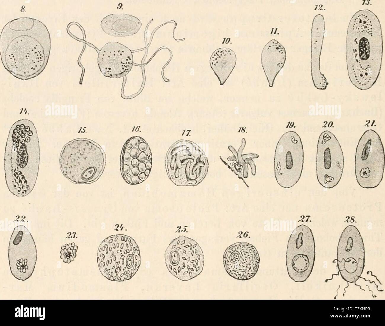 Archive image from page 131 of Die Protozoen als Krankheitserreger des ...