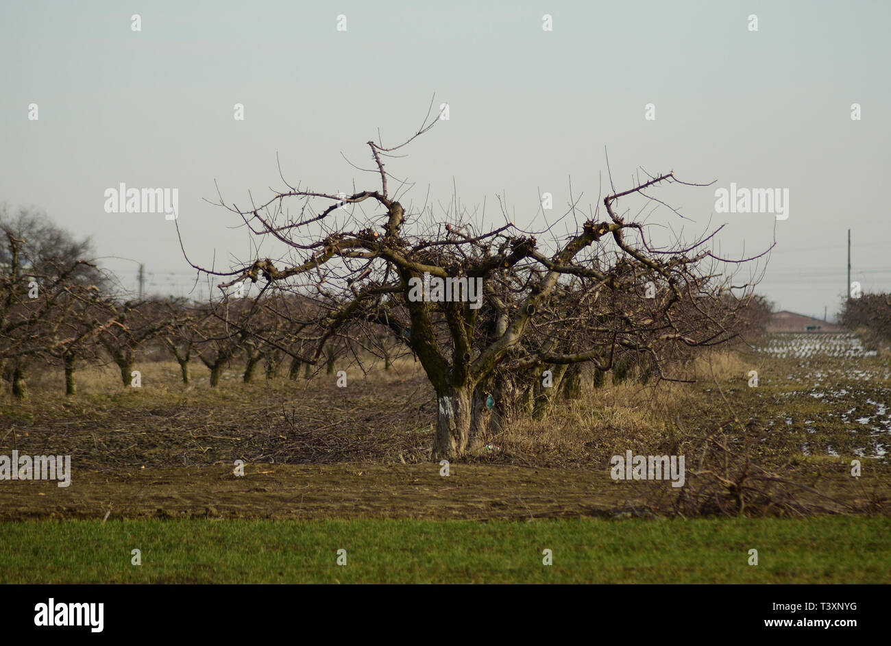 Cropped trees in the apple orchard. Care orchard, pruning trees Stock ...