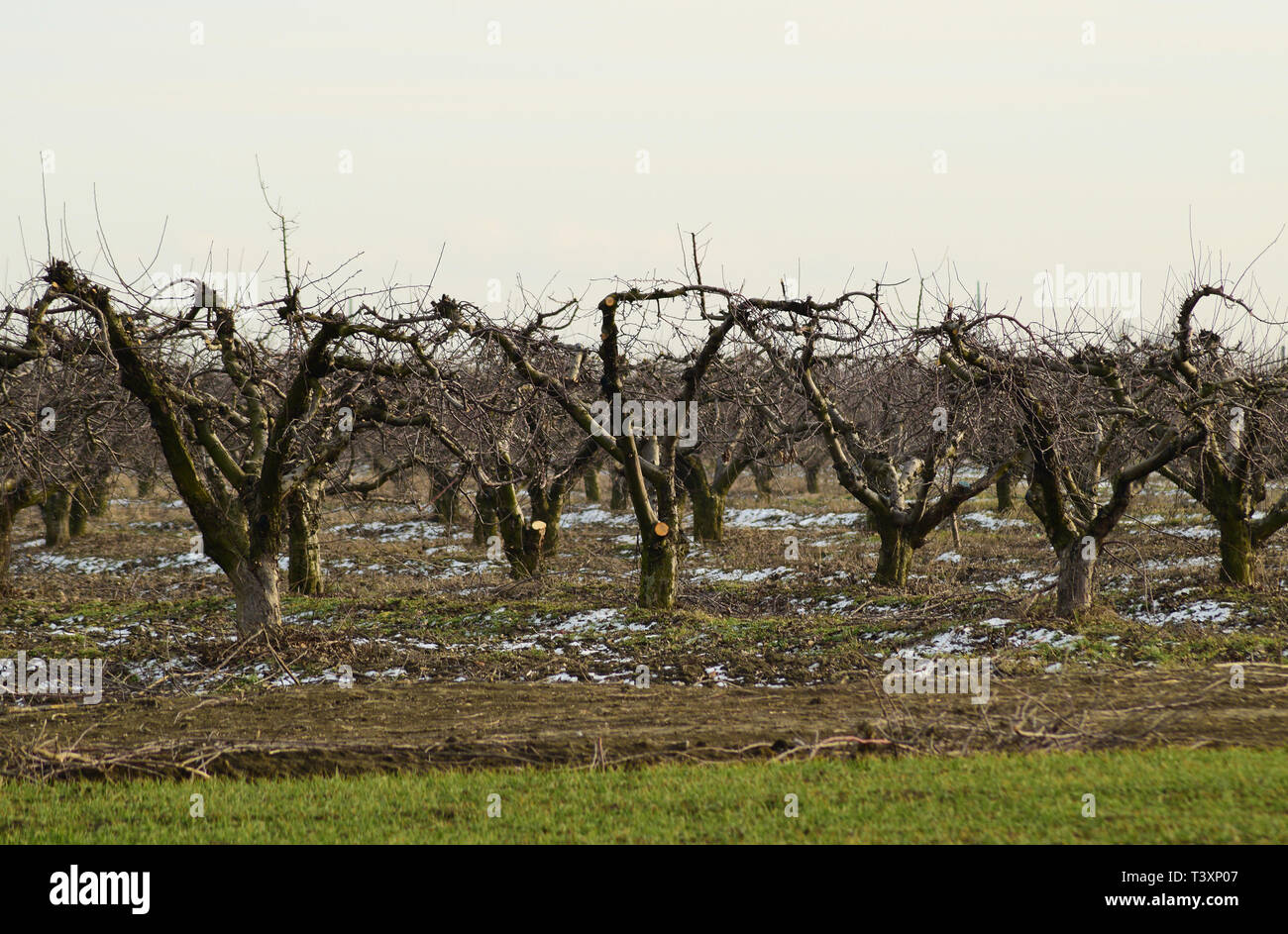 Cropped trees in the apple orchard. Care orchard, pruning trees Stock ...