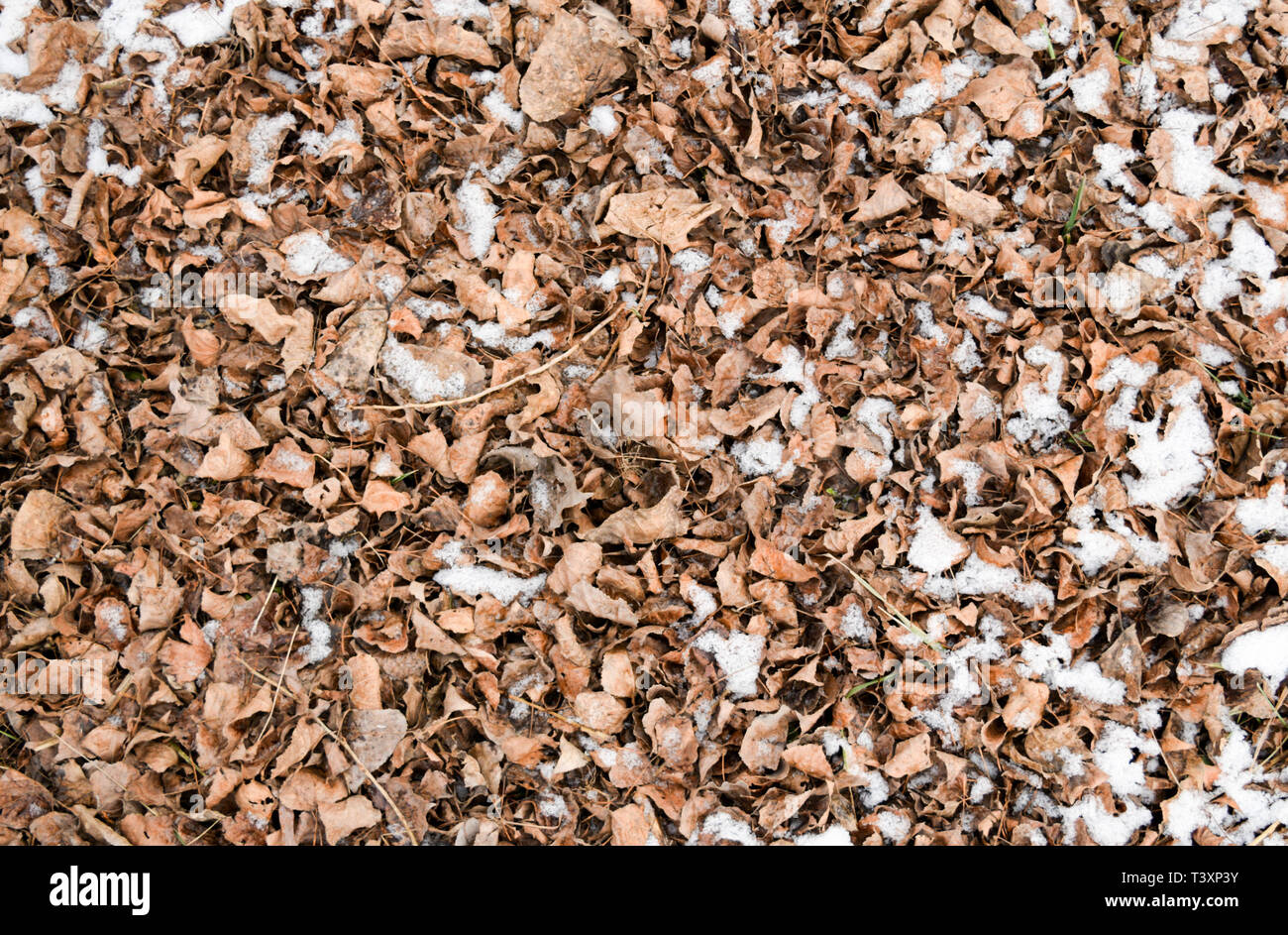 Dry fallen leaves on the ground. Slightly covered with snow leaves ...