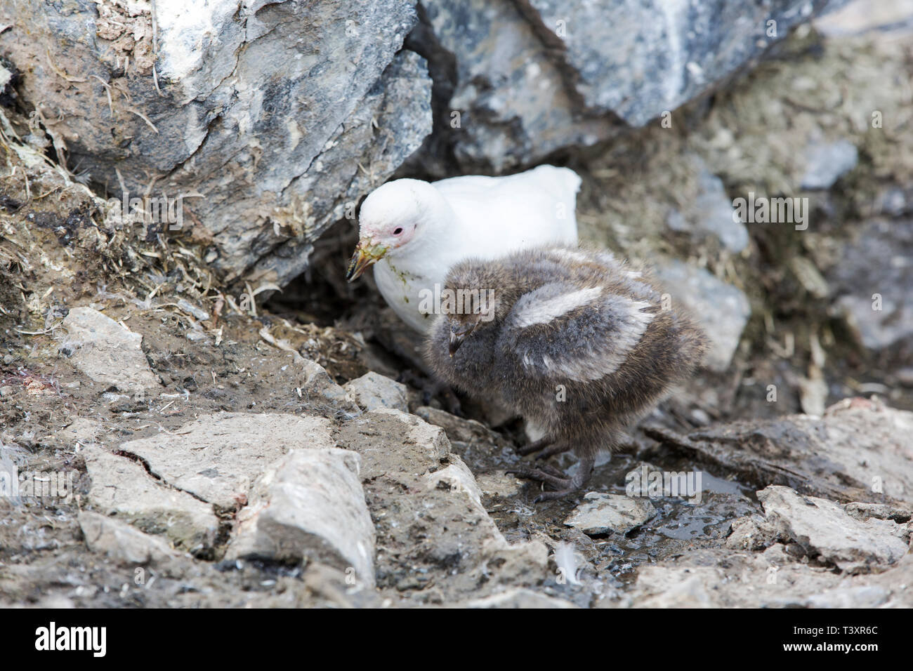 Snowy Sheathbill, Chionis albus chick and adult on the Antarctic ...