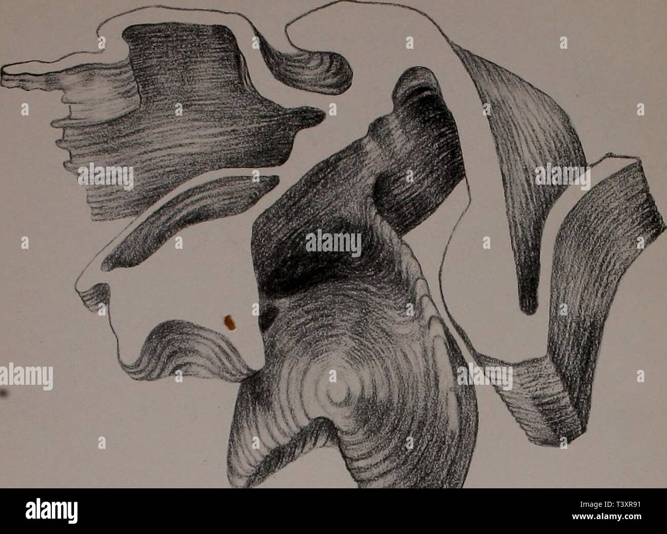 Archive image from page 150 of Die Ontogenie der Primatenzähne; (1913 ...