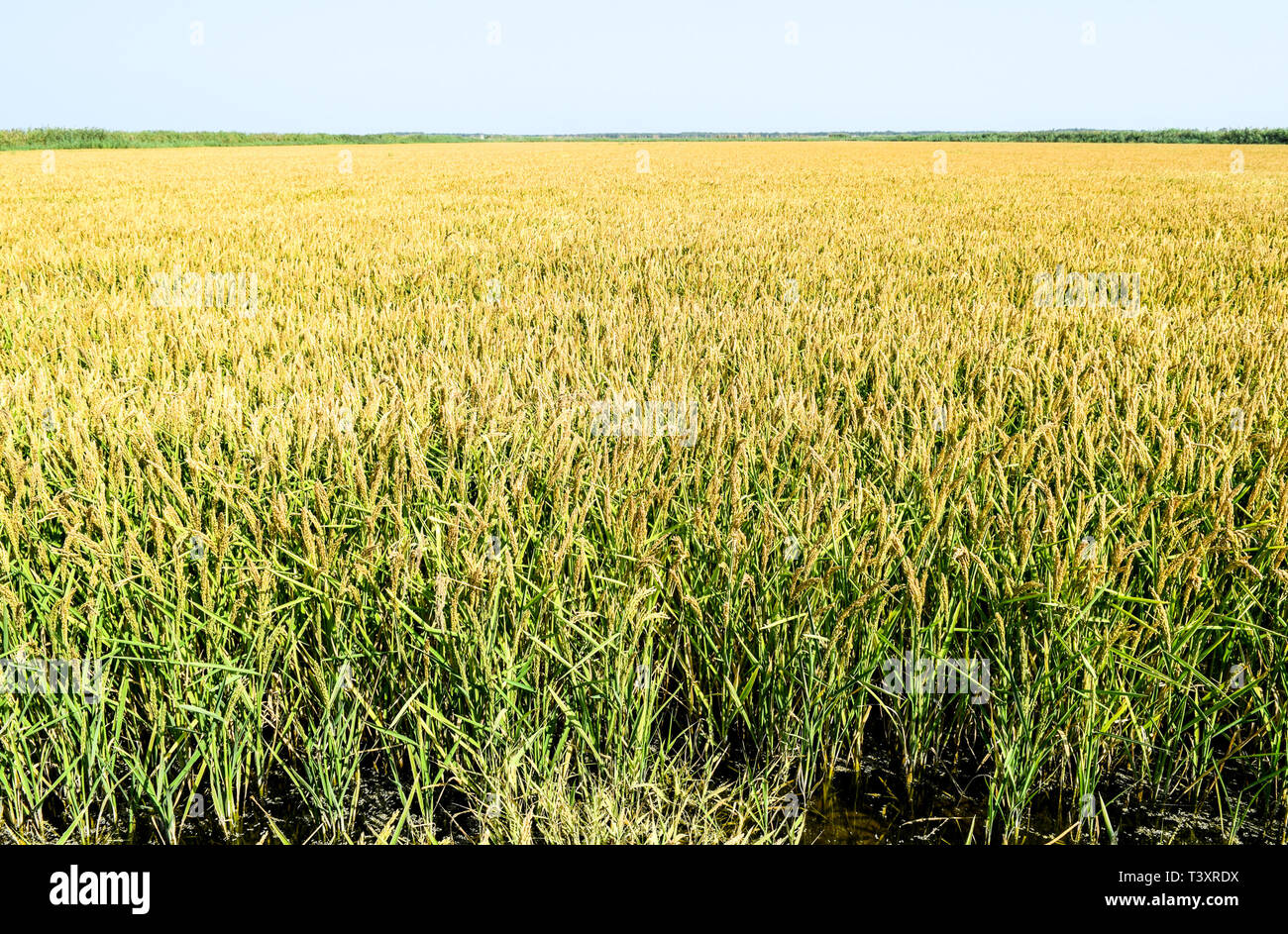 Field of rice in the rice paddies. Rice cultivation in temperate ...