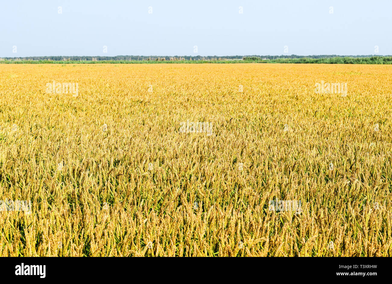 Field of rice in the rice paddies. Rice cultivation in temperate ...