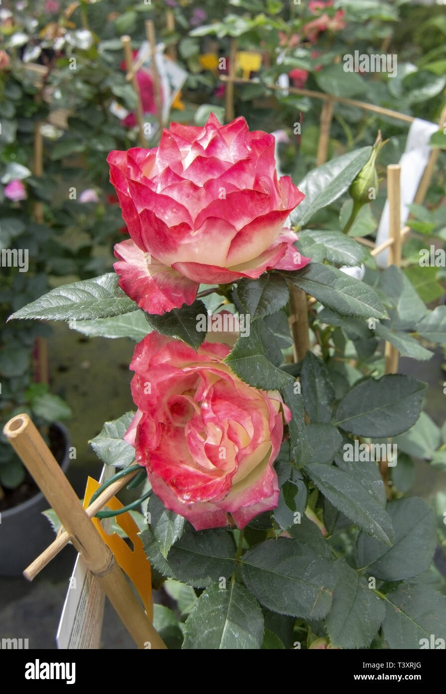 Garden rose spring flowers hi-res stock photography and images - Alamy