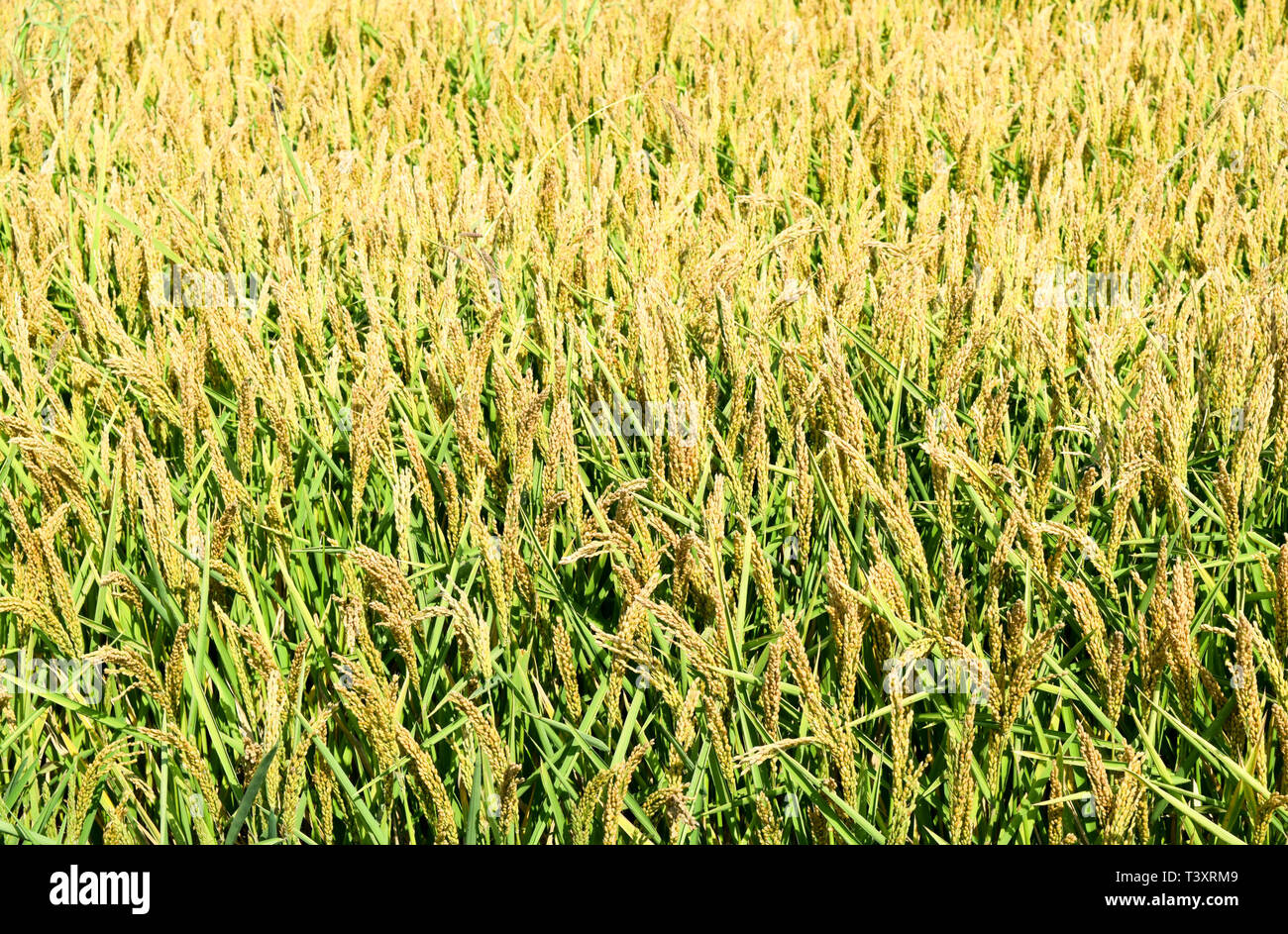 Field of rice in the rice paddies. Rice cultivation in temperate ...