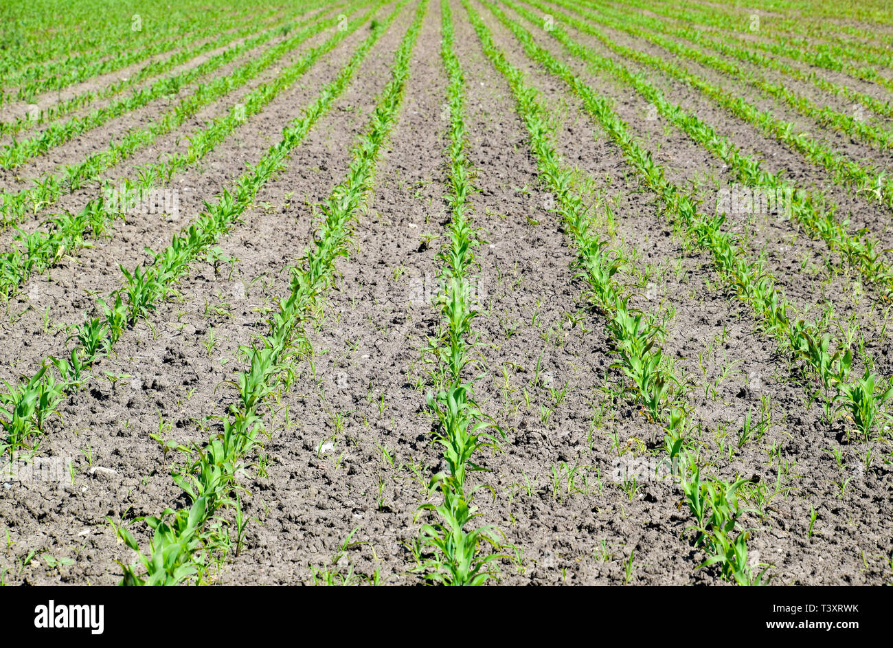 Garden sweet corn seedlings hi-res stock photography and images - Alamy