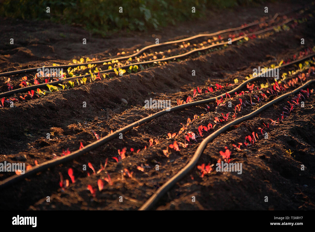 Seedlings growing in crop field Stock Photo - Alamy