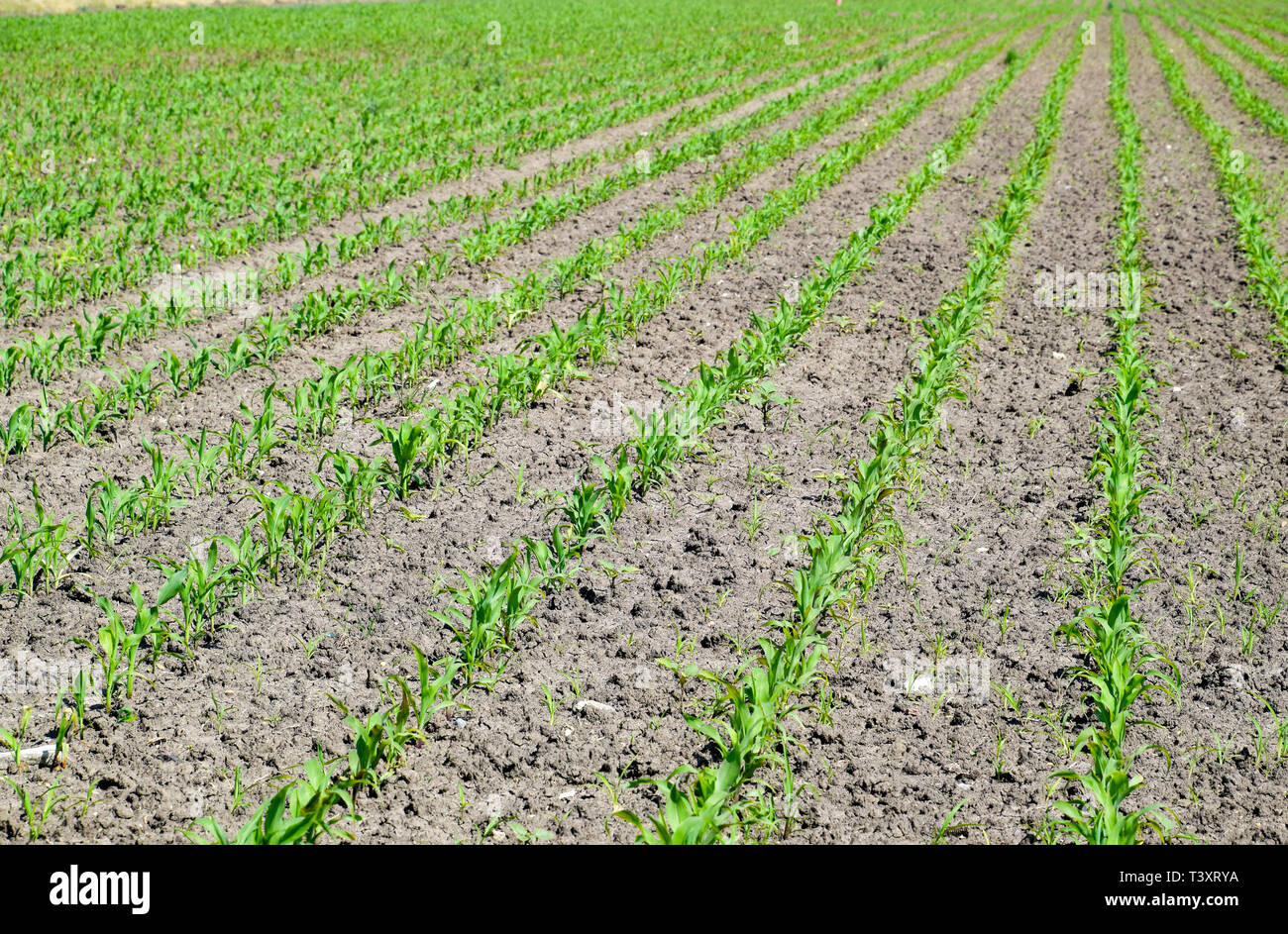 Field of seedlings of corn. Young corn in the field Stock Photo - Alamy