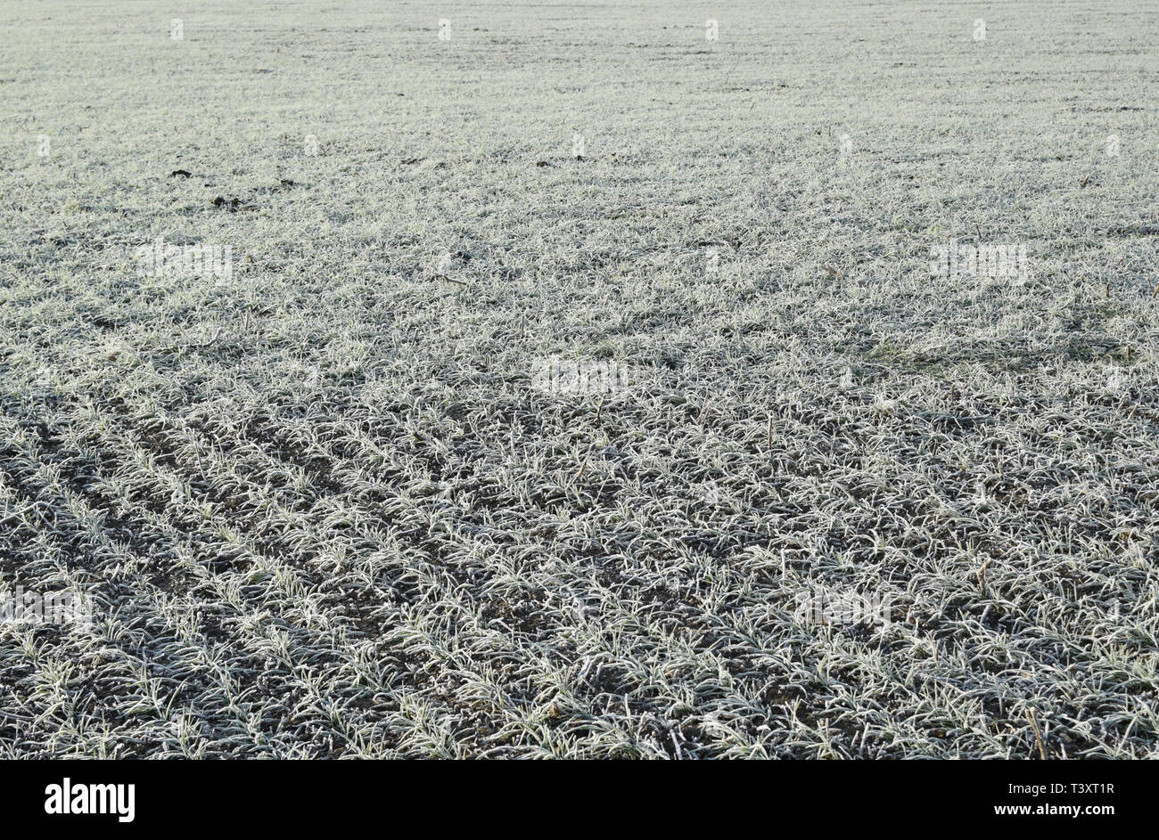 Field of winter wheat. Hoarfrost on foliage of sprouts of wheat Stock ...