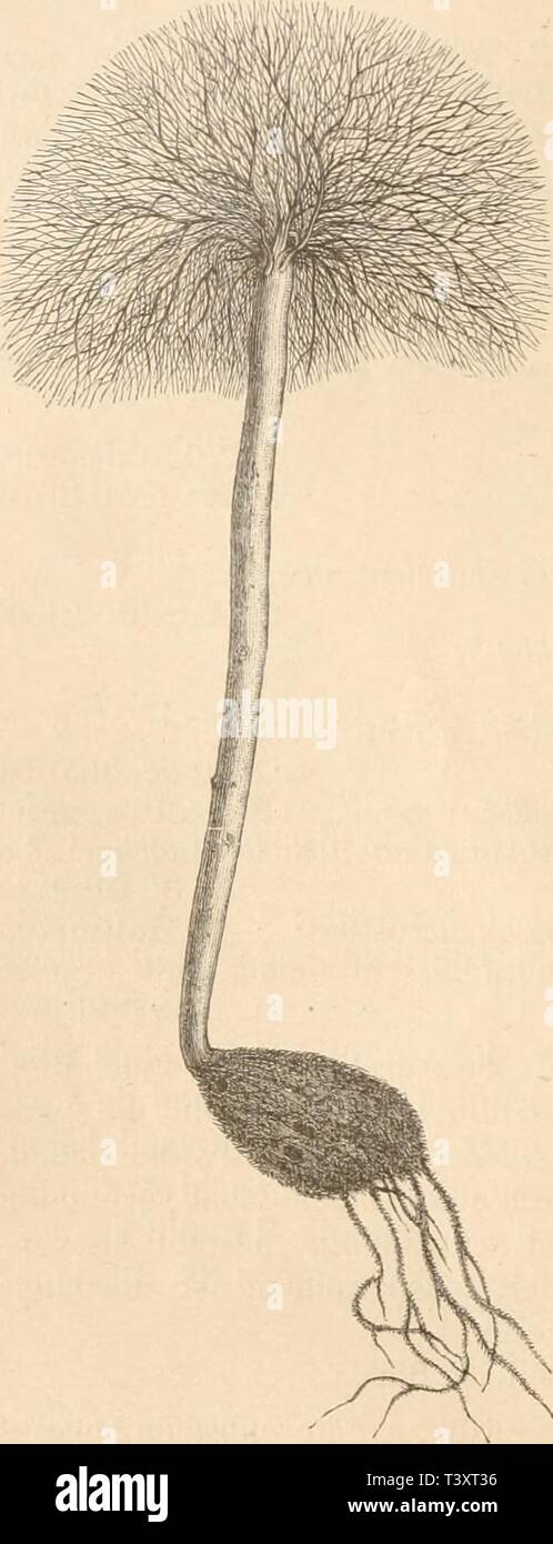 Codiaceae hi-res stock photography and images - Alamy