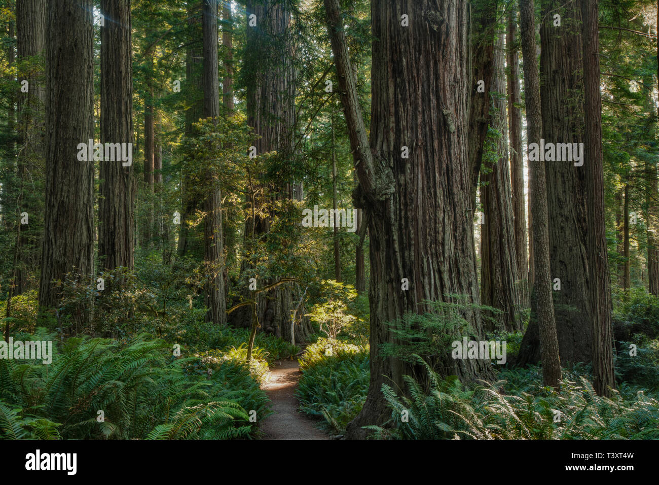 Trees growing in state park forest, California, United States Stock ...