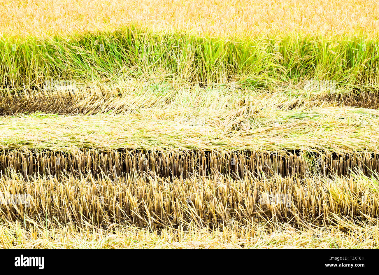 Field rice harvest began. Field of rice in the rice paddies. Rice ...