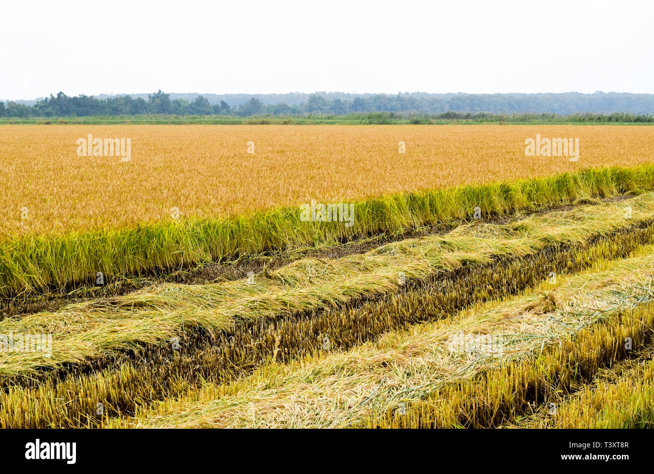 Field rice harvest began. Field of rice in the rice paddies. Rice ...