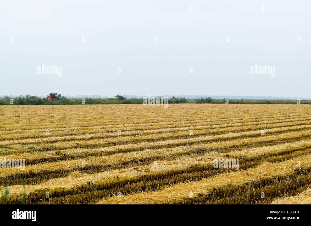 Field rice harvest began. Field of rice in the rice paddies. Rice ...