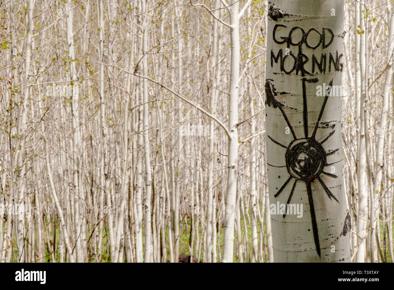 Carved aspen hi-res stock photography and images - Alamy