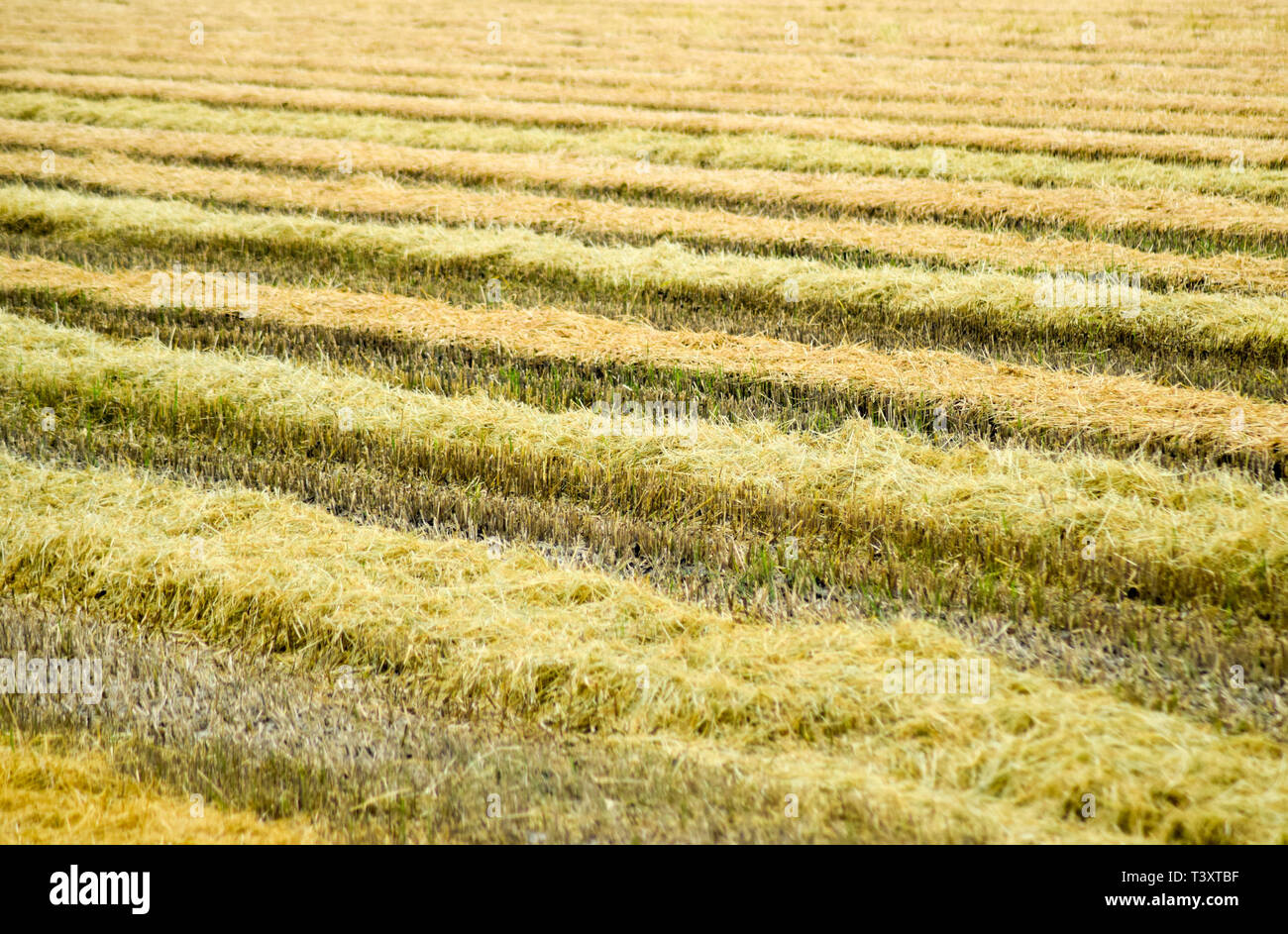 Field rice harvest began. Field of rice in the rice paddies. Rice ...