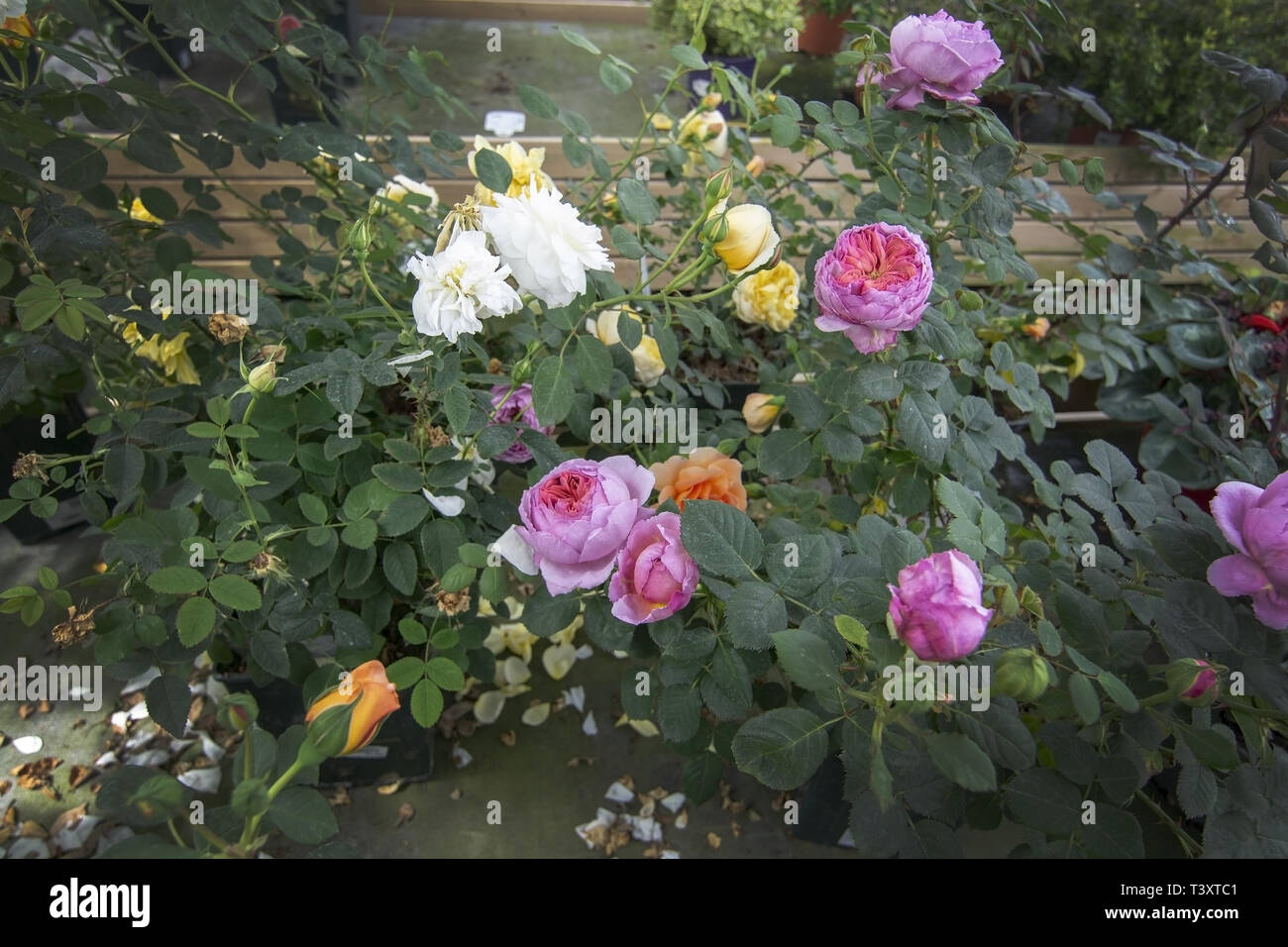 Gorgeous double pink and yellow roses with buds and fallen petals ...
