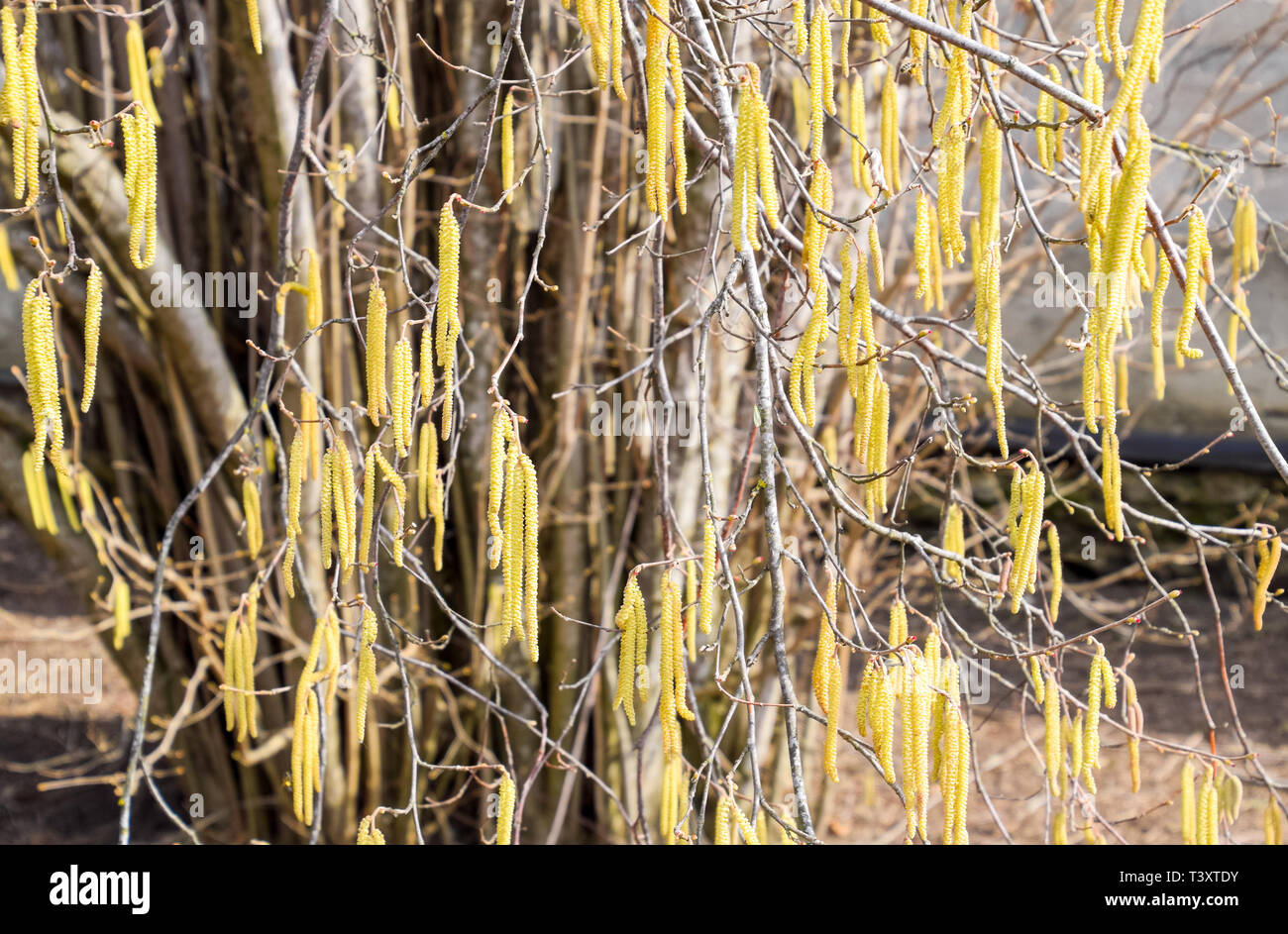 Flowering hazel hazelnut. Hazel catkins on branches Stock Photo - Alamy