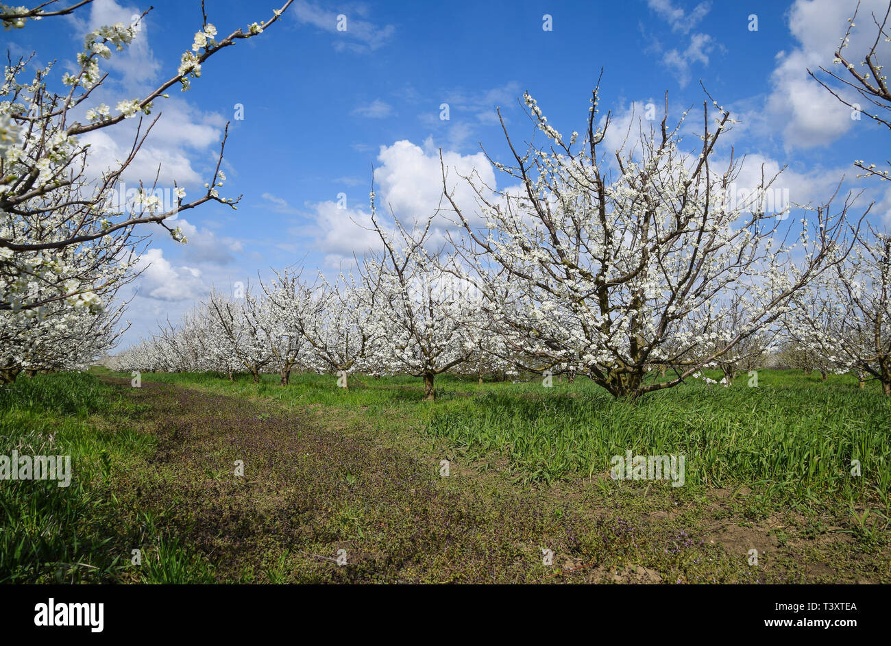 Flowering plum garden. Farm garden in spring Stock Photo - Alamy
