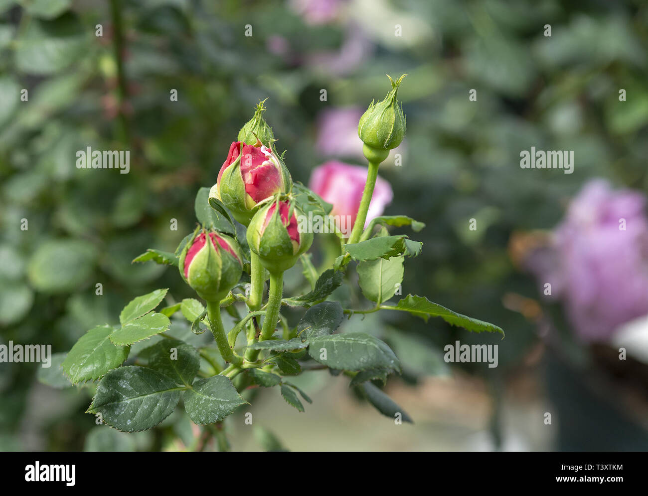 Budding rose hi-res stock photography and images - Alamy
