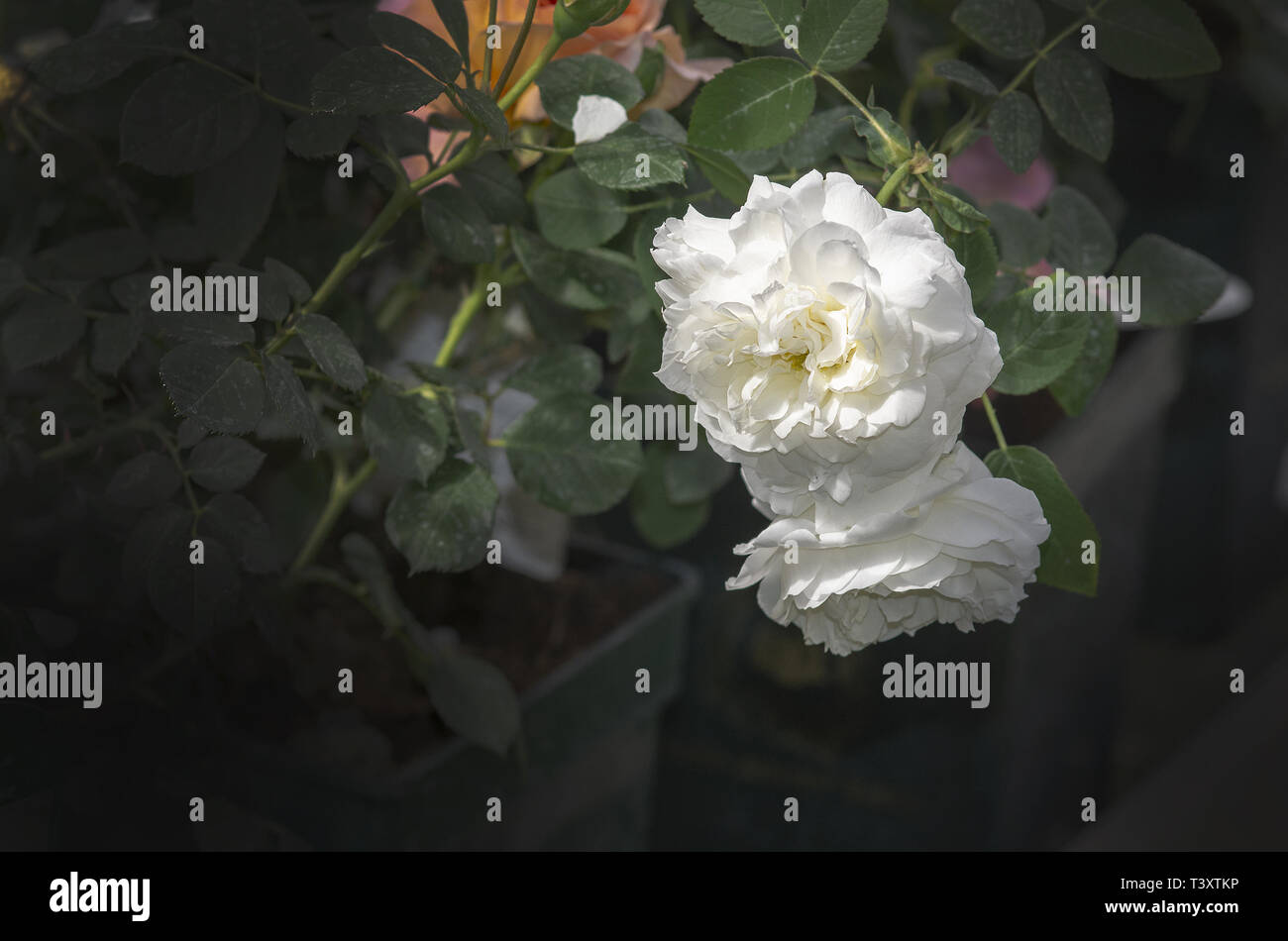 Beautiful double white rose flowers closeup. Spring garden series ...